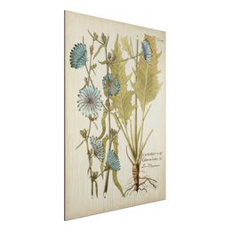 Bilderwelten Alu-Dibond Outdoor Bild Vintage Botanik in Blau Wegwarte