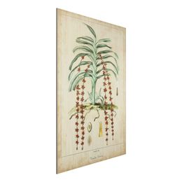 Alu Dibond Outdoor Bild - Vintage Lehrtafel Exotische Palmen IV - Schautafel beige Vintage wetterfest Pflanzen Wohnzimmer Schlafzimmer