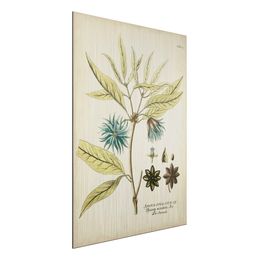 Bilderwelten Alu Dibond Outdoor Bild Blumen blau Vintage wetterfest - Vintage Botanik in Blau Sternanis - Pflanzen Wohnzimmer Schlafzimmer