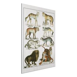 Bilderwelten Alu-Dibond Outdoor Bild Vintage Lehrtafel L&ouml;we, Tiger und Schakal
