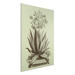 Bilderwelten Alu-Dibond Outdoor Bild Vintage Aloe Serrata
