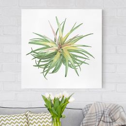 Bilderwelten Leinwandbild - Quadrat Luftpflanze Aquarell III