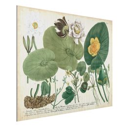 Bilderwelten Alu Dibond Outdoor Bild Blumen gr&uuml;n Vintage wetterfest - Vintage Illustration Wei&szlig;e Wasserlilie - Retro Wohnzimmer Schlafzimmer