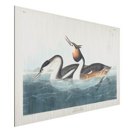 Bilderwelten Alu Dibond Outdoor Bild Tiere blau Vintage wetterfest - Vintage Lehrtafel Haubentaucher - Retro Wohnzimmer Schlafzimmer
