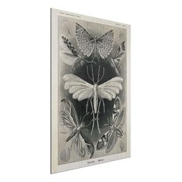 Bilderwelten Alu Dibond Outdoor Bild Tiere schwarz weiss Vintage wetterfest - Vintage Lehrtafel Motten und Falter - Retro Wohnzimmer Schlafzimmer