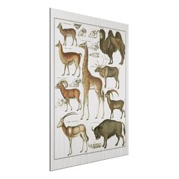 Bilderwelten Alu-Dibond Outdoor Bild Vintage Lehrtafel Giraffe, Kamel und Lama