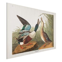 Bilderwelten Alu Dibond Outdoor Bild Tiere gr&uuml;n Vintage wetterfest - Vintage Lehrtafel Enten II - Retro Wohnzimmer Schlafzimmer