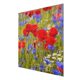 Bilderwelten Alu Dibond Outdoor Bild Blumen rot Motiv wetterfest - Sommerwiese mit Mohn und Kornblumen - Mohn Wohnzimmer Schlafzimmer