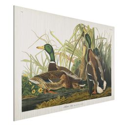 Alu Dibond Outdoor Bild - Vintage Lehrtafel Enten - Tiere gr&uuml;n Vintage wetterfest Retro Wohnzimmer Schlafzimmer