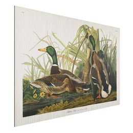 Bilderwelten Alu Dibond Outdoor Bild Tiere gr&uuml;n Vintage wetterfest - Vintage Lehrtafel Enten - Retro Wohnzimmer Schlafzimmer