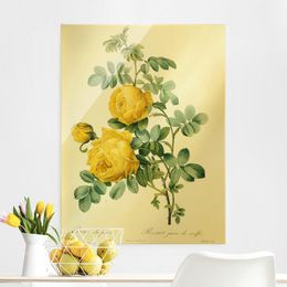 Bilderwelten Glasbild Blumen Vintage gelb Glas Wandbild - Pierre Joseph Redout&eacute; - Rosa Sulfurea - Retro Wohnzimmer Schlafzimmer