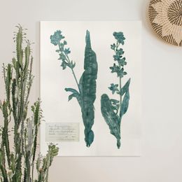 Bilderwelten Leinwandbild Botanik Gepresste Blumen - Hundszunge - Leinwanddruck Hochformat - Wandbild S-XXL - moderne Blumenbilder auf Leinwand Flur