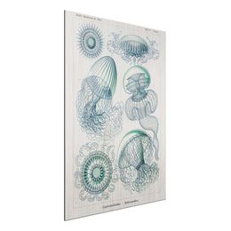 Bilderwelten Alu-Dibond Outdoor Bild Vintage Lehrtafel Quallen in Blau