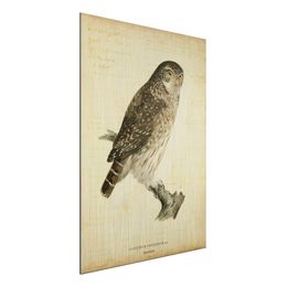 Bilderwelten Alu-Dibond Outdoor Bild Vintage Zeichnung Sperlingskauz
