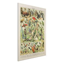 Bilderwelten Alu Dibond Outdoor Bild Tiere bunt Vintage wetterfest - Vintage Lehrtafel V&ouml;gel - Retro Wohnzimmer Schlafzimmer