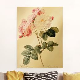 Bilderwelten Glasbild Blumen Vintage rosa Glas Wandbild - Pierre Joseph Redout&eacute; - Damaszener-Rose - Retro Wohnzimmer Schlafzimmer