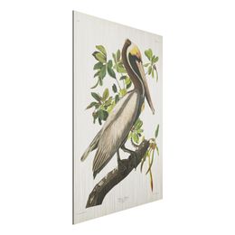 Bilderwelten Alu Dibond Outdoor Bild Tiere braun Vintage wetterfest - Vintage Lehrtafel Brauner Pelikan - Retro Wohnzimmer Schlafzimmer