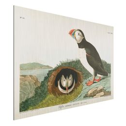 Alu Dibond Outdoor Bild - Vintage Lehrtafel Papageientaucher - Strand gr&uuml;n Vintage wetterfest K&uuml;ste Wohnzimmer Schlafzimmer