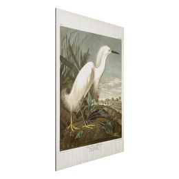 Alu Dibond Outdoor Bild - Vintage Lehrtafel Wei&szlig;er Reiher I - Strand weiss Vintage wetterfest Landschaft Wohnzimmer Schlafzimmer