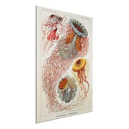 Bilderwelten Alu Dibond Outdoor Bild Tiere rot Vintage wetterfest - Vintage Lehrtafel Quallen - Retro Wohnzimmer Schlafzimmer