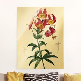 Bilderwelten Glasbild Blumen Vintage pink Glas Wandbild - Pierre Joseph Redout&eacute; - T&uuml;rkenbundlilie - Retro Wohnzimmer Schlafzimmer