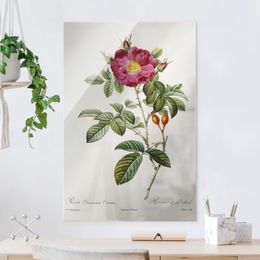 Bilderwelten Glasbild Blumen Vintage gr&uuml;n Glas Wandbild - Pierre Joseph Redout&eacute; - Portland-Rose - Retro Wohnzimmer Schlafzimmer