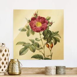 Bilderwelten Glasbild Blumen Vintage gr&uuml;n Glas Wandbild - Pierre Joseph Redout&eacute; - Portland-Rose - Retro Wohnzimmer Schlafzimmer