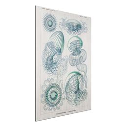 Bilderwelten Alu Dibond Outdoor Bild Tiere blau Vintage wetterfest - Vintage Lehrtafel Quallen in Blau - Retro Wohnzimmer Schlafzimmer