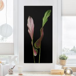 Bilderwelten Leinwandbild - Hochformat Blatt Calathea-ornata auf Schwarz 02