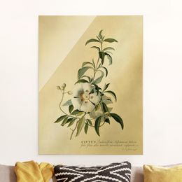 Bilderwelten Glasbild Blumen Illustration weiss Glas Wandbild - Georg Dionysius Ehret - Zistrose - Deko Wohnzimmer Schlafzimmer
