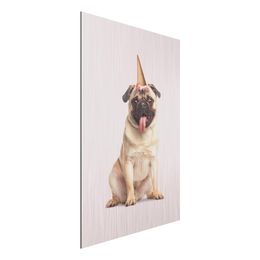 Bilderwelten Alu Dibond Outdoor Bild Tiere beige Fotomontage wetterfest - Mops mit Eiswaffel - Hund K&uuml;che