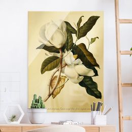 Bilderwelten Glasbild Blumen Illustration gr&uuml;n Glas Wandbild - Georg Dionysius Ehret - Magnolie - Deko Wohnzimmer Schlafzimmer