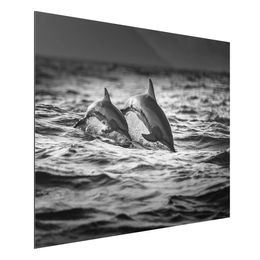 Bilderwelten Alu-Dibond Outdoor Bild Zwei springende Delfine