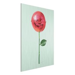 Bilderwelten Alu-Dibond Outdoor Bild Rose mit Lollipop