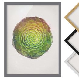 Bilderwelten Bild mit Rahmen - Hochformat Wasserfarben - Mandala Sukkulente