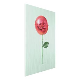 Bilderwelten Alu Dibond Outdoor Bild Blumen gr&uuml;n Fotomontage wetterfest - Rose mit Lollipop - Rose Wohnzimmer Schlafzimmer