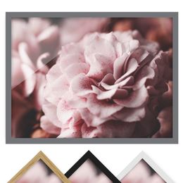 Bilderwelten Bild mit Rahmen - Querformat Shabby Rosa Rose Pastell
