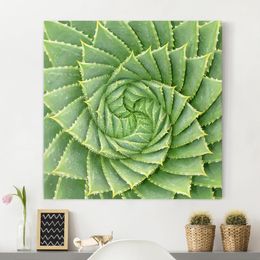 Bilderwelten Leinwandbild - Quadrat Spiral Aloe