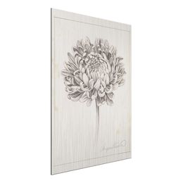 Bilderwelten Alu Dibond Outdoor Bild Blumen beige Vintage wetterfest - Botanische Studie Chrysantheme II - Retro Wohnzimmer Schlafzimmer