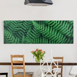 Bilderwelten Leinwandbild - Panorama Farn