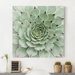 Bilderwelten Leinwandbild - Quadrat Steinrose Jovibarba Hirta