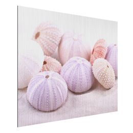 Bilderwelten Alu Dibond Outdoor Bild Tiere pastell Motiv wetterfest - Seeigel in Pastell - Deko Wohnzimmer Schlafzimmer