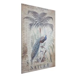 Bilderwelten Alu-Dibond Outdoor Bild Shabby Chic Collage - Pfau