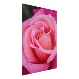 Bilderwelten Alu-Dibond Outdoor Bild Pinke Rosenbl&uuml;te vor Gr&uuml;n