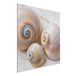 Alu Dibond Outdoor Bild - Muscheltrio auf Holz - Tiere beige Motiv wetterfest Deko Wohnzimmer Schlafzimmer