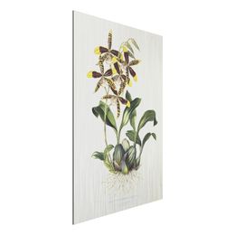 Alu Dibond Outdoor Bild - Maxim Gauci - Orchidee II - Blumen gr&uuml;n Vintage wetterfest Orchidee Wohnzimmer Schlafzimmer