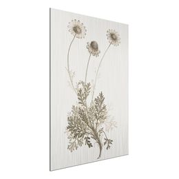 Bilderwelten Alu Dibond Outdoor Bild Blumen beige Vintage wetterfest - Botanische Studie in Sepia III - Retro Wohnzimmer Schlafzimmer