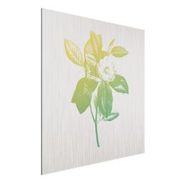 Bilderwelten Alu Dibond Outdoor Bild Blumen gelb Vintage wetterfest - Modern Vintage Botanik Kirschbl&uuml;te Gr&uuml;n Gelb - Kirschbl&uuml;te Wohnzimmer Schlafzimmer