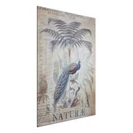 Bilderwelten Alu Dibond Outdoor Bild Tiere blau Vintage wetterfest - Shabby Chic Collage - Pfau - Retro Wohnzimmer Schlafzimmer