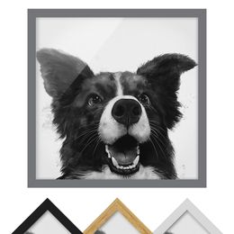 Bilderwelten Bild mit Rahmen - Quadrat Illustration Hund Border Collie Schwarz Wei&szlig; Malerei